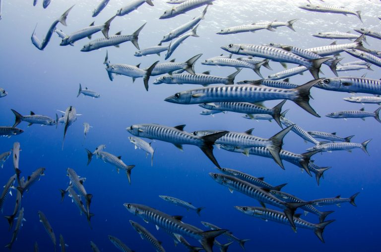 Significance of Fishing: Why It Matters to Our Planet and Our Live ...