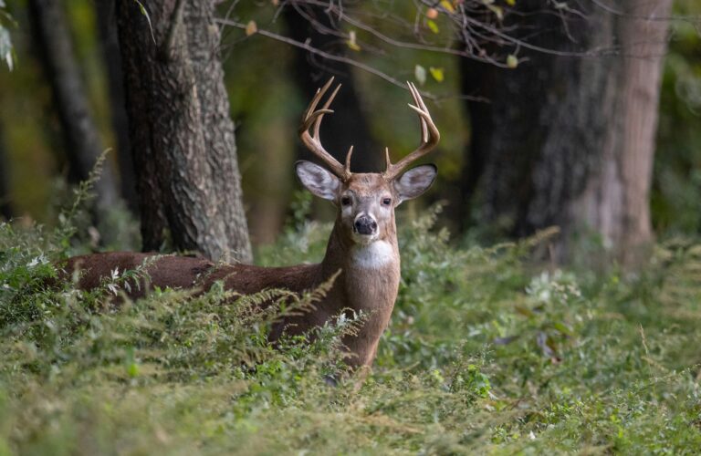 Practical Deer Hunting Tips for a Successful Hunt | Charles Reed Cagle